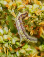 maladies et ravageurs - Semences de Provence